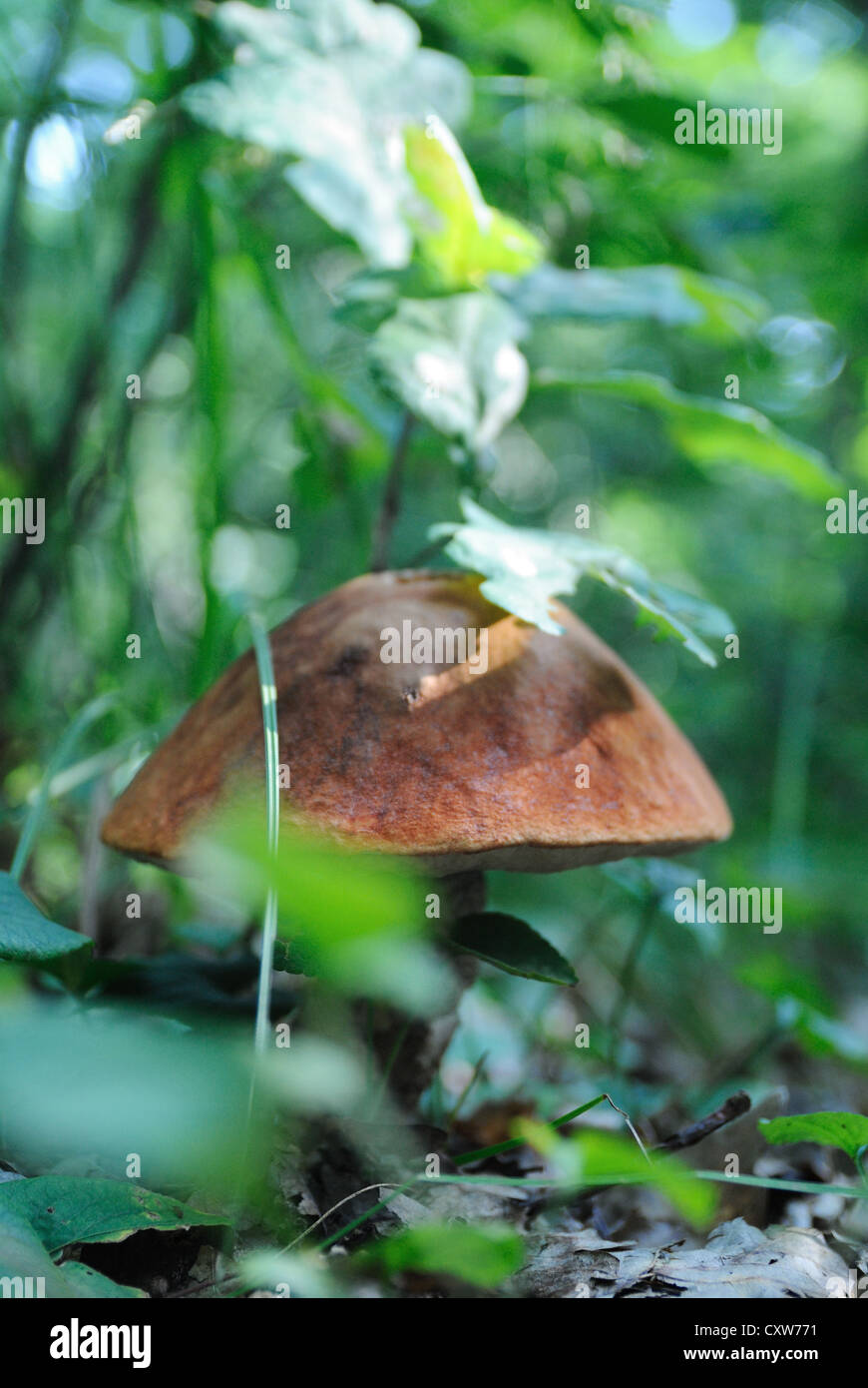 Leccinum aurantiacum (red-capped scaber stalk Stock Photo - Alamy