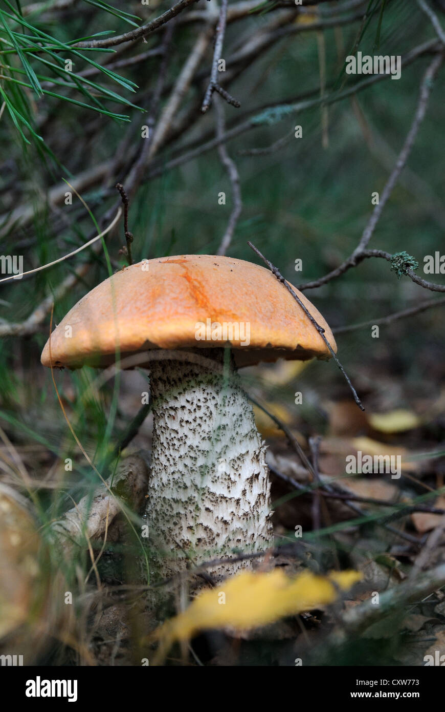 Leccinum aurantiacum (red-capped scaber stalk Stock Photo - Alamy