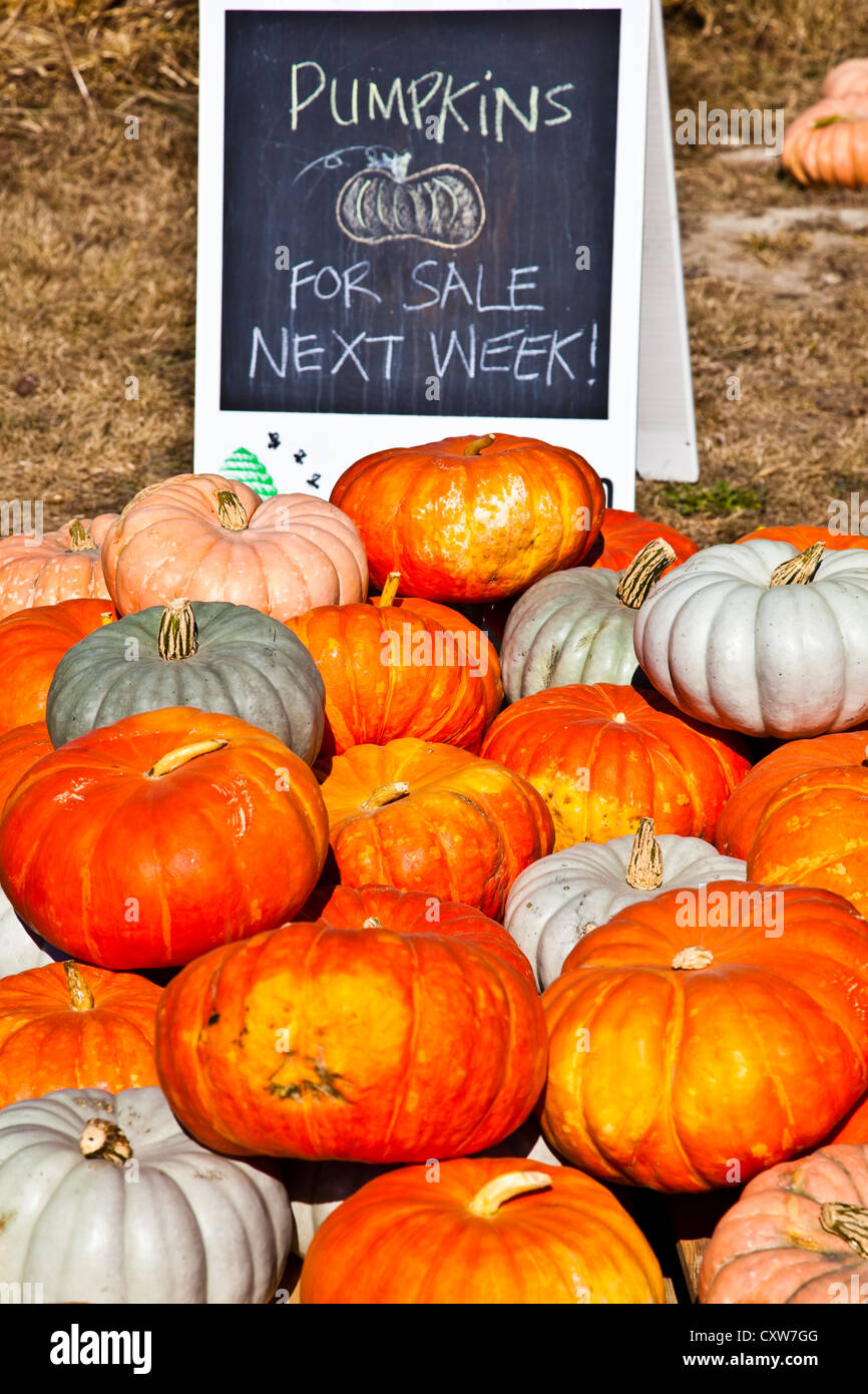 Pumpkins ready for sale at a farm market, Vancouver, British Columbia ...
