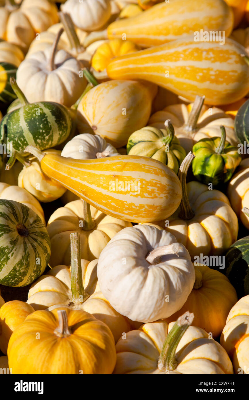 Pumkins and other gourds ready for sale at a market, Vancouver, British ...