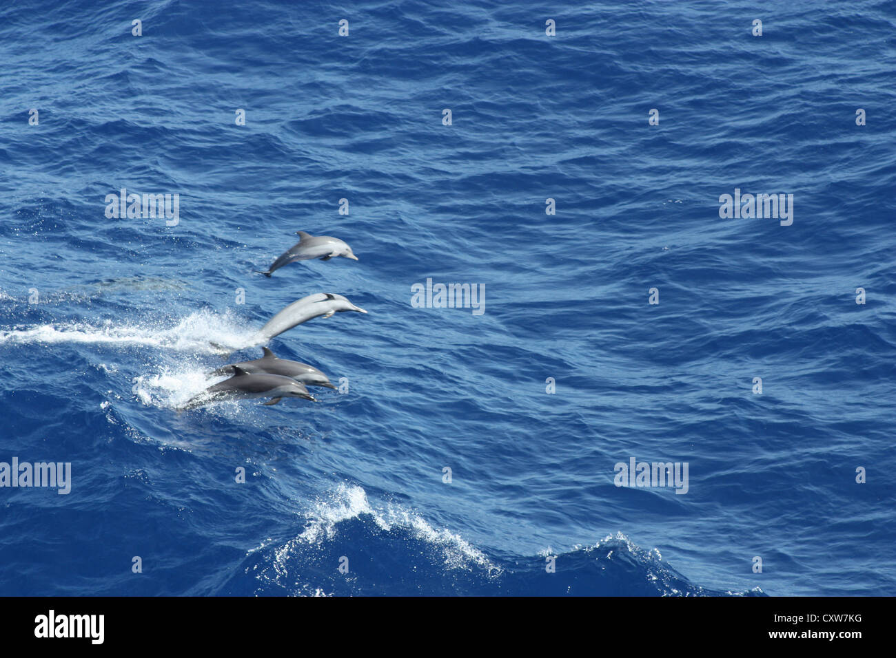 Dolphins in the great blue Stock Photo - Alamy