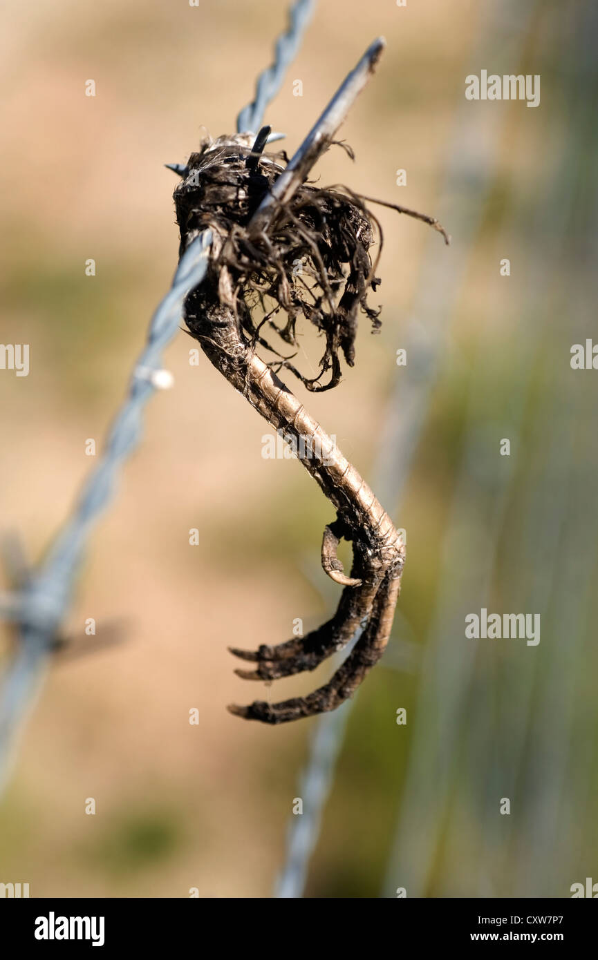 bird leg on barbed wire Stock Photo - Alamy