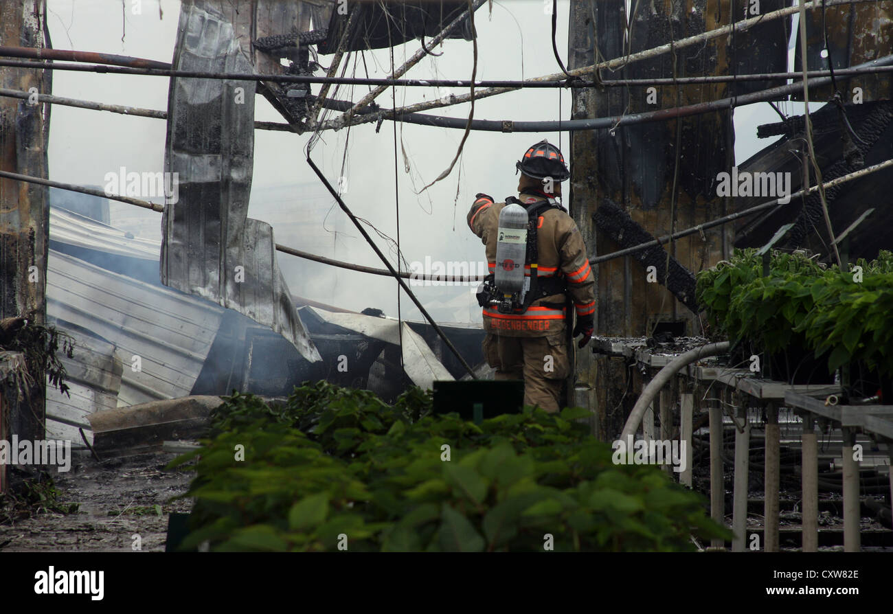 A firefighter at the scene of a greenhouse fire and roof collapse Stock ...