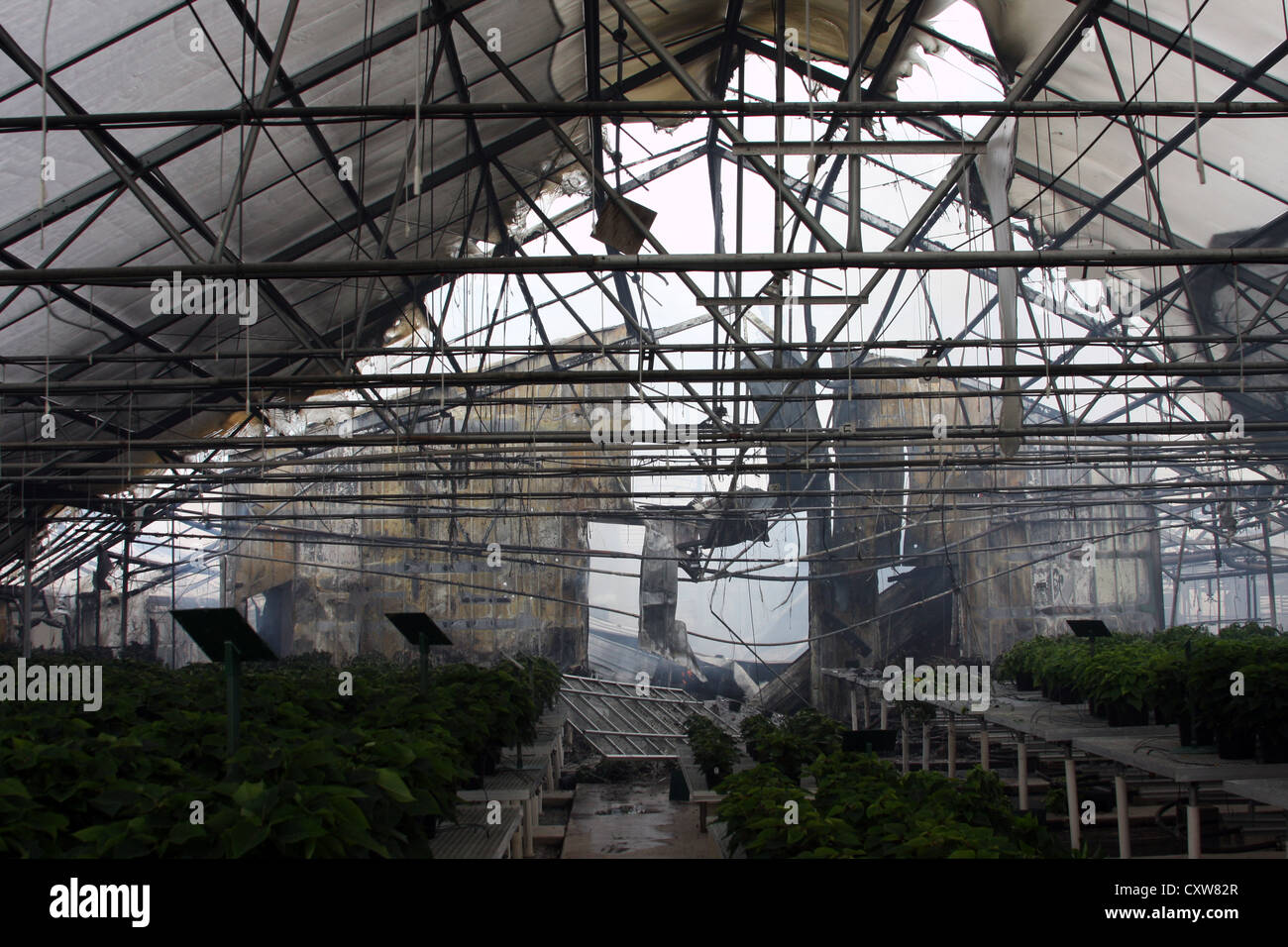 A burnt structure after a fire in a greenhouse nursery Stock Photo - Alamy
