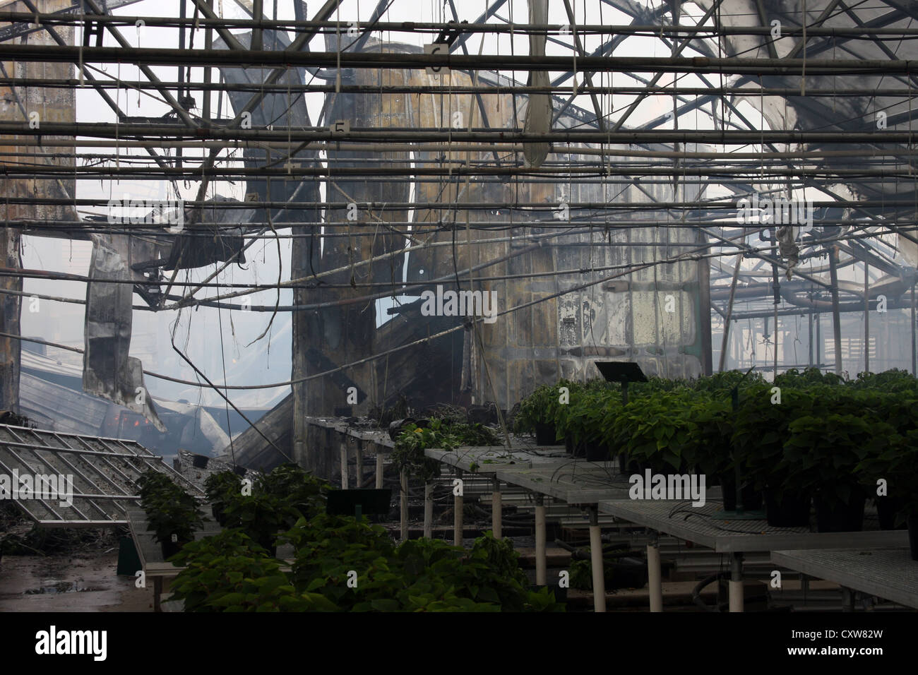 A structure fire and damaged plants in a greenhouse Stock Photo - Alamy