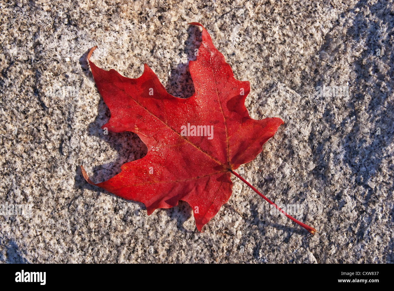 Red maple leaf against rocky texture Stock Photo - Alamy