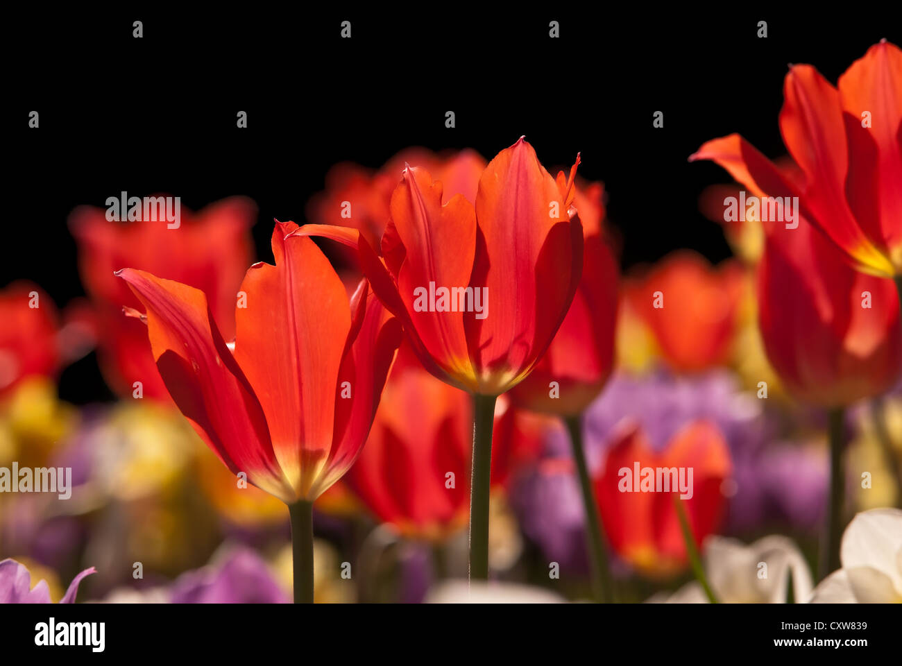 Colorful spring tulips in bloom Stock Photo - Alamy