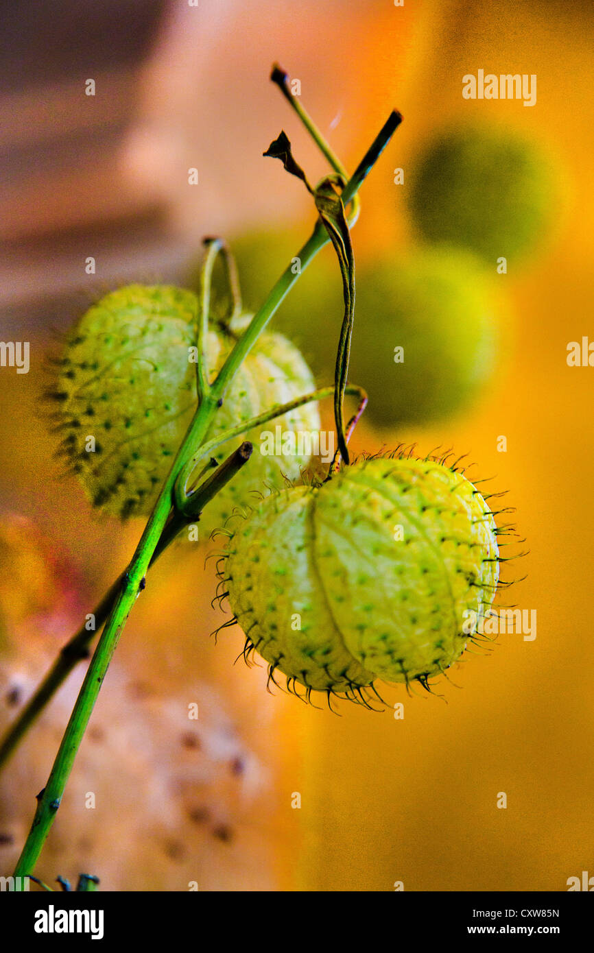 Bishop’s Balls or Swan Plant or Balloon Plant or Giant Swan Milkweed ...
