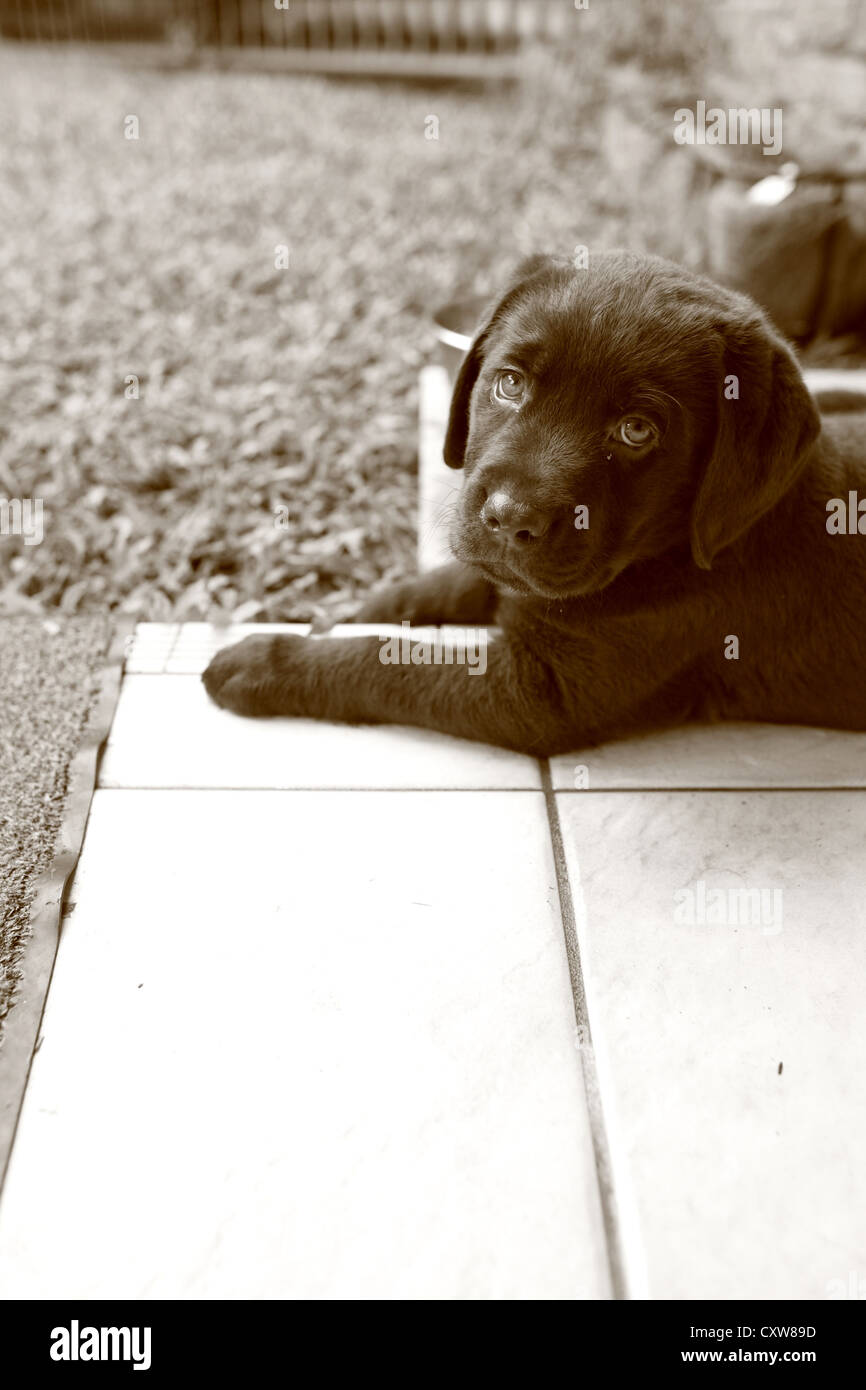 A young chocolate Labrador puppy Stock Photo - Alamy