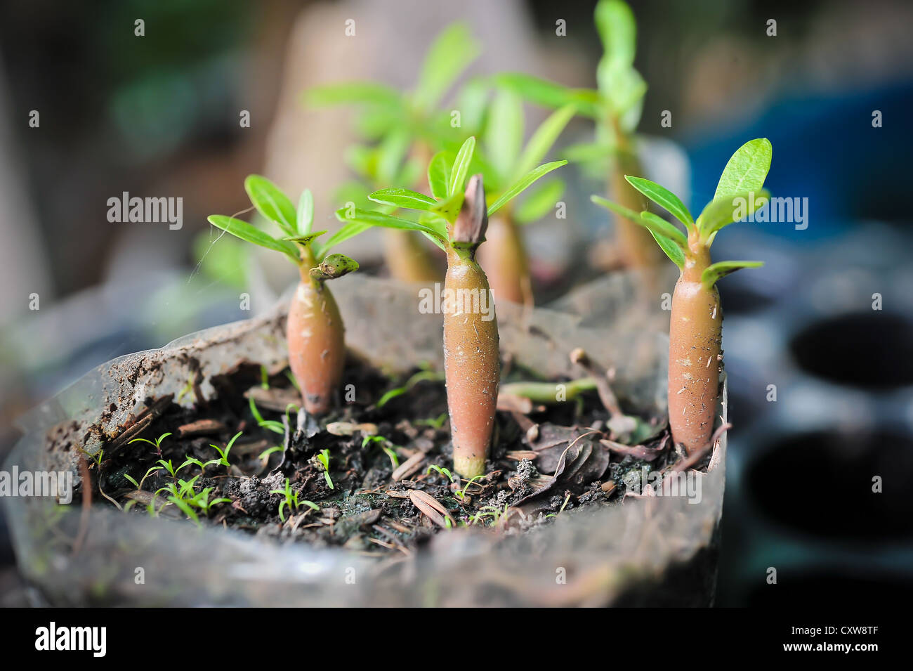 Young Adenium Obesum Stock Photo - Alamy