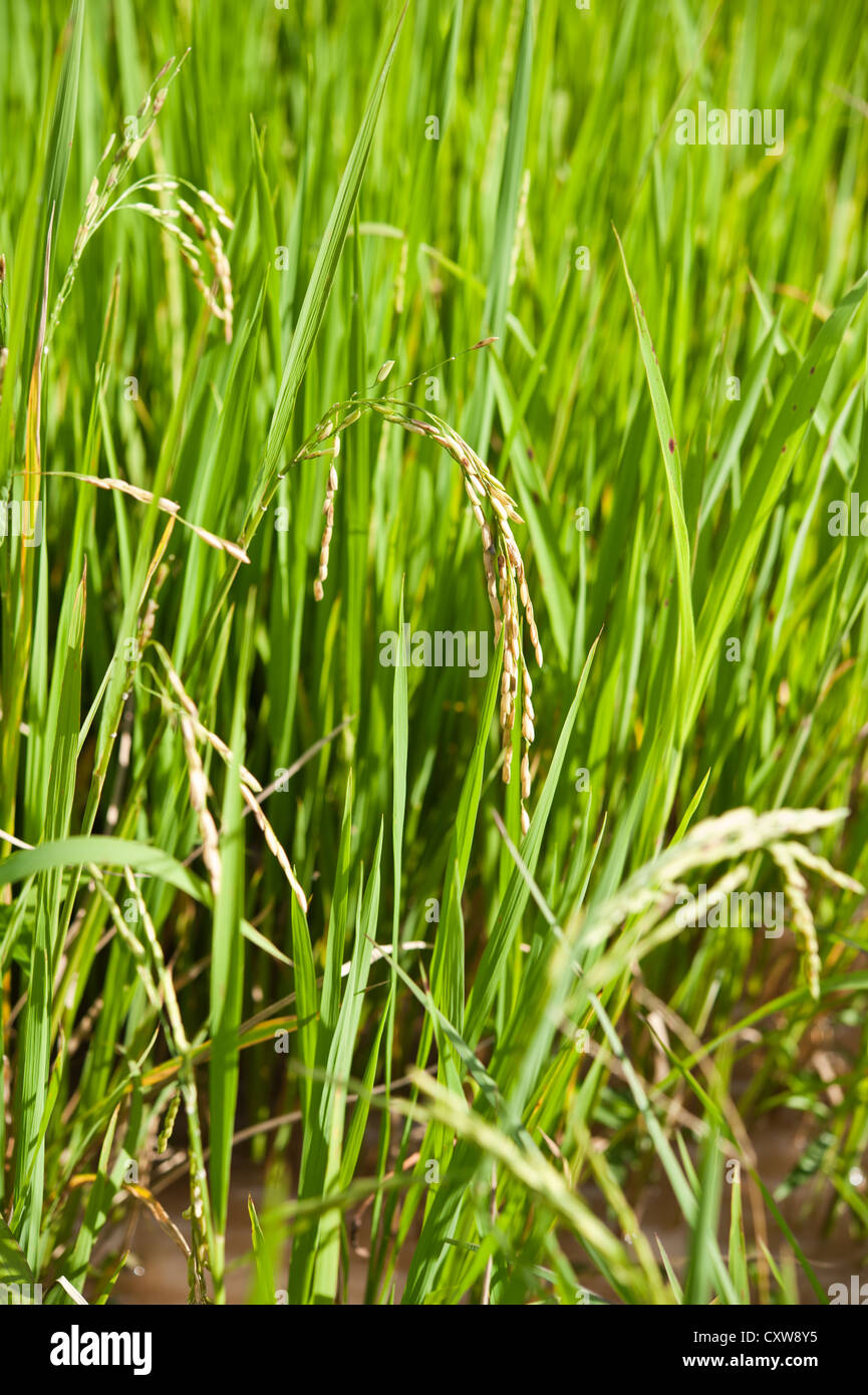 Paddy stalk hi-res stock photography and images - Alamy
