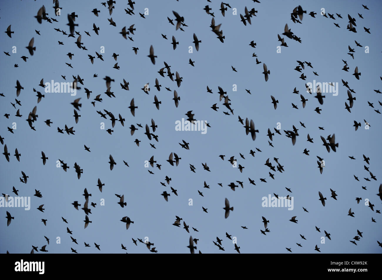 Eurasian starling (Sturnus vulgaris) flock in flight at sunset in ...