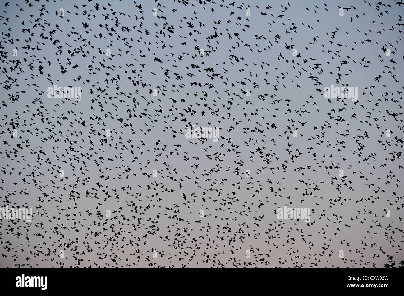 Eurasian starling (Sturnus vulgaris) flock in flight at sunset in ...