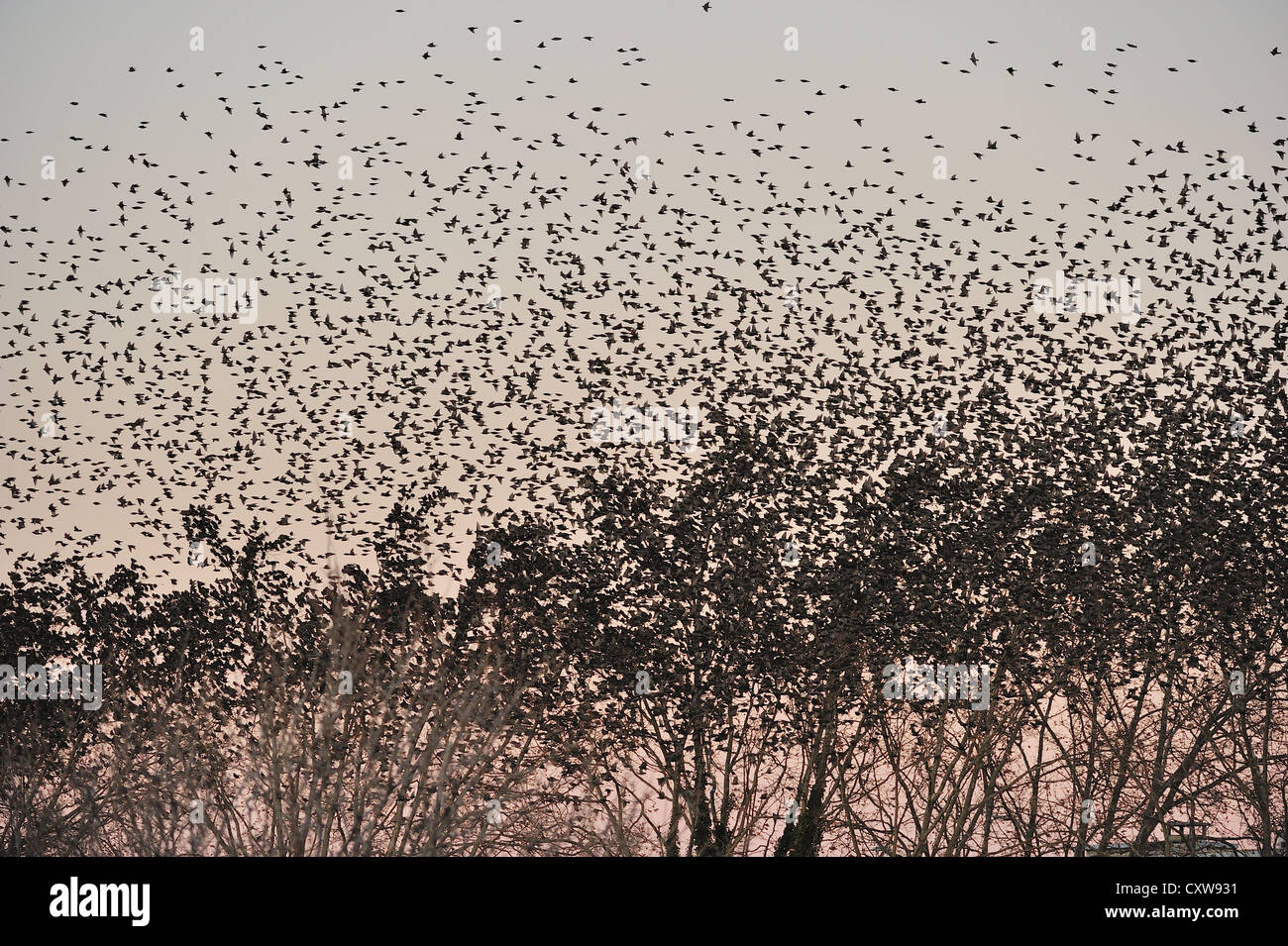 Eurasian starling (Sturnus vulgaris) flock in flight at sunset in ...