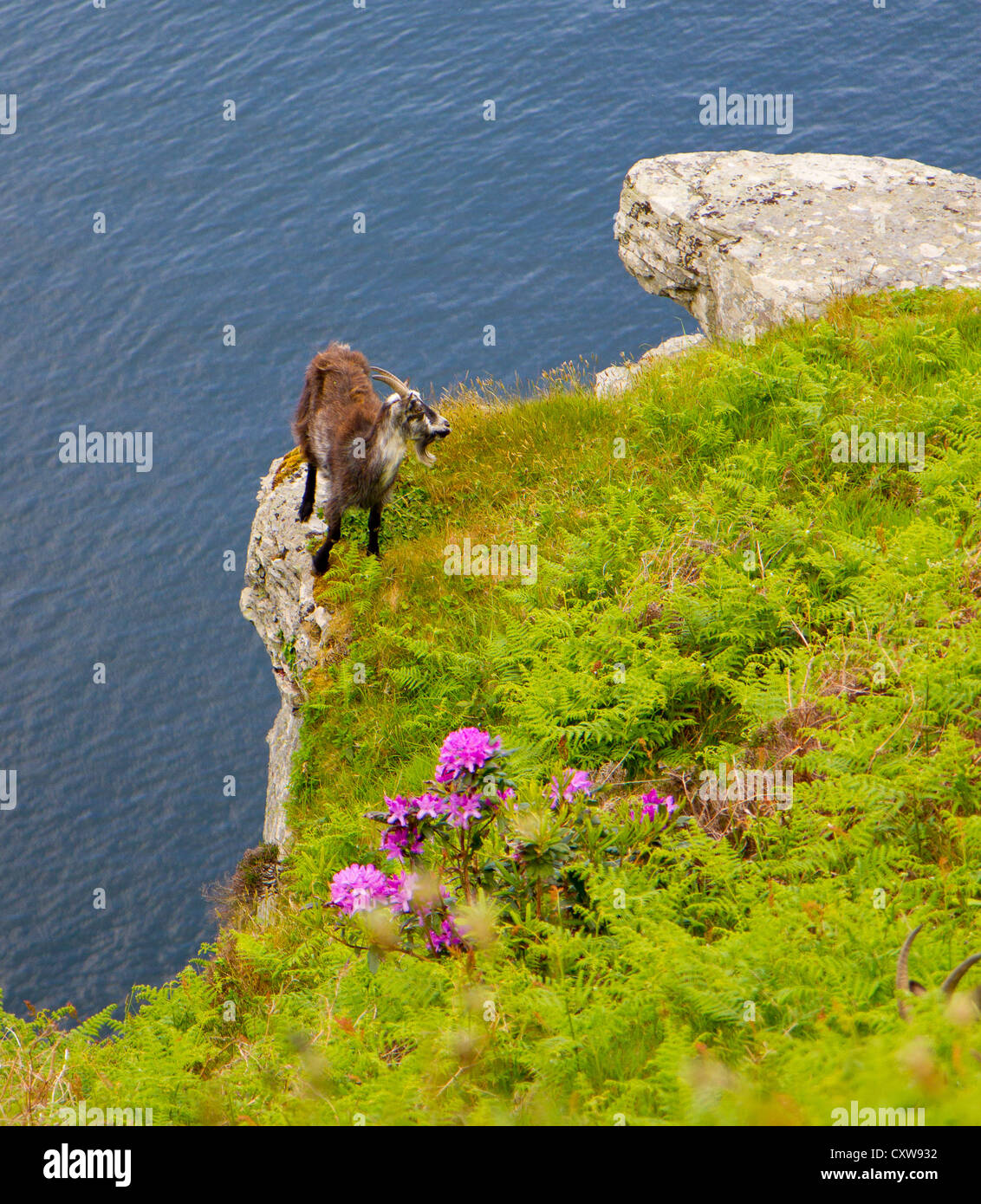 Goat on the cliff edge at the Valley of Rocks near Lynton in Devon from ...
