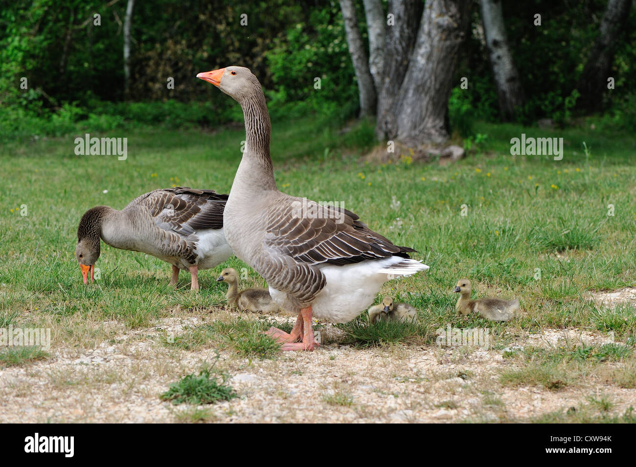 Toulouse domestic goose (Anser domesticus) two geese and their goslings ...