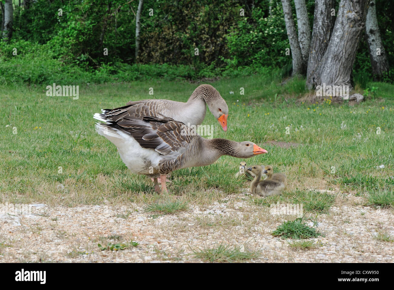 Toulouse domestic goose (Anser domesticus) two geese and their goslings ...