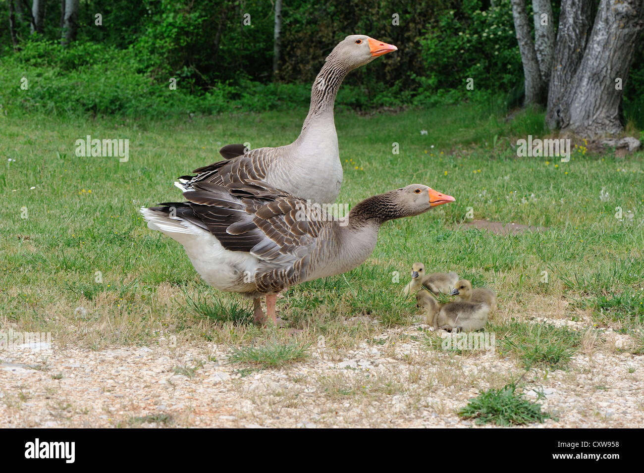 Toulouse domestic goose (Anser domesticus) two geese and their goslings ...