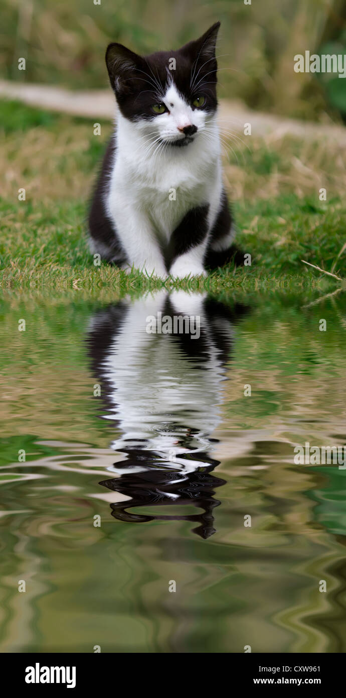 Cute kitten with a reflection in the water Stock Photo - Alamy