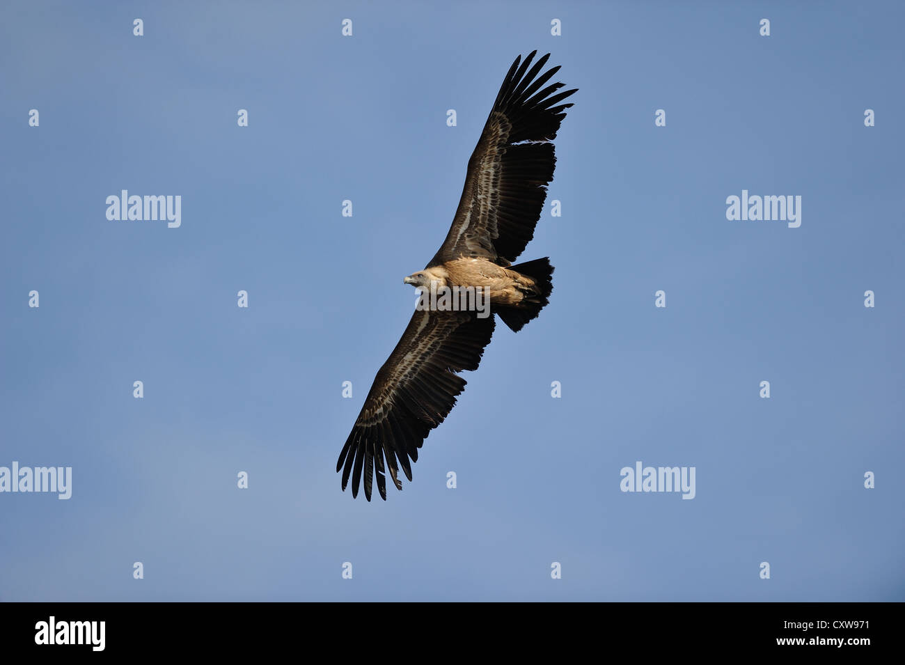 Eurasian Griffon Vulture (Gyps fulvus) in flight in winter Drome ...