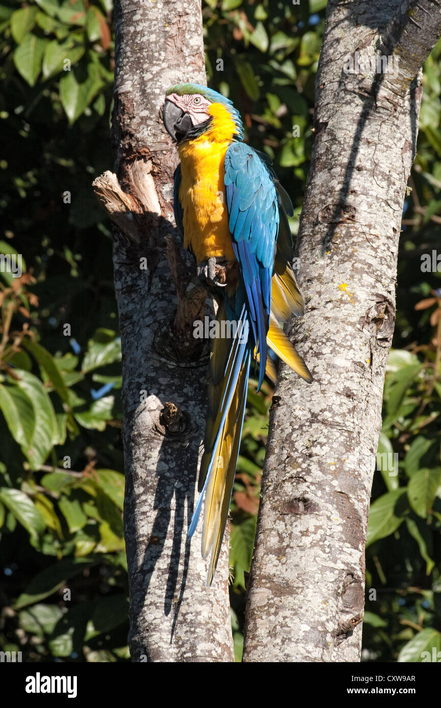 Blue and Yellow Macaw Colombia Stock Photo - Alamy