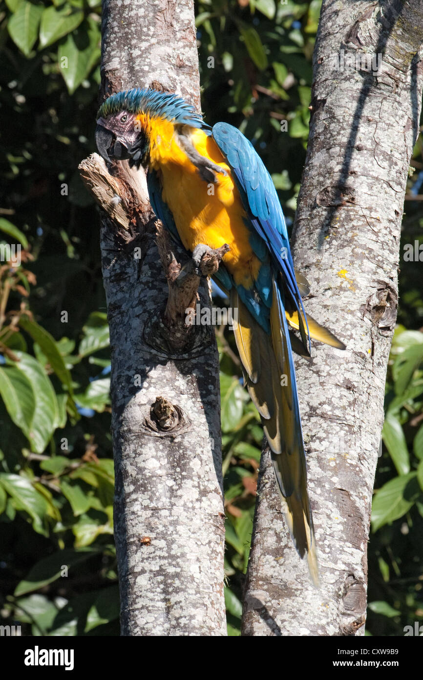 Blue and Yellow Macaw Colombia Stock Photo - Alamy