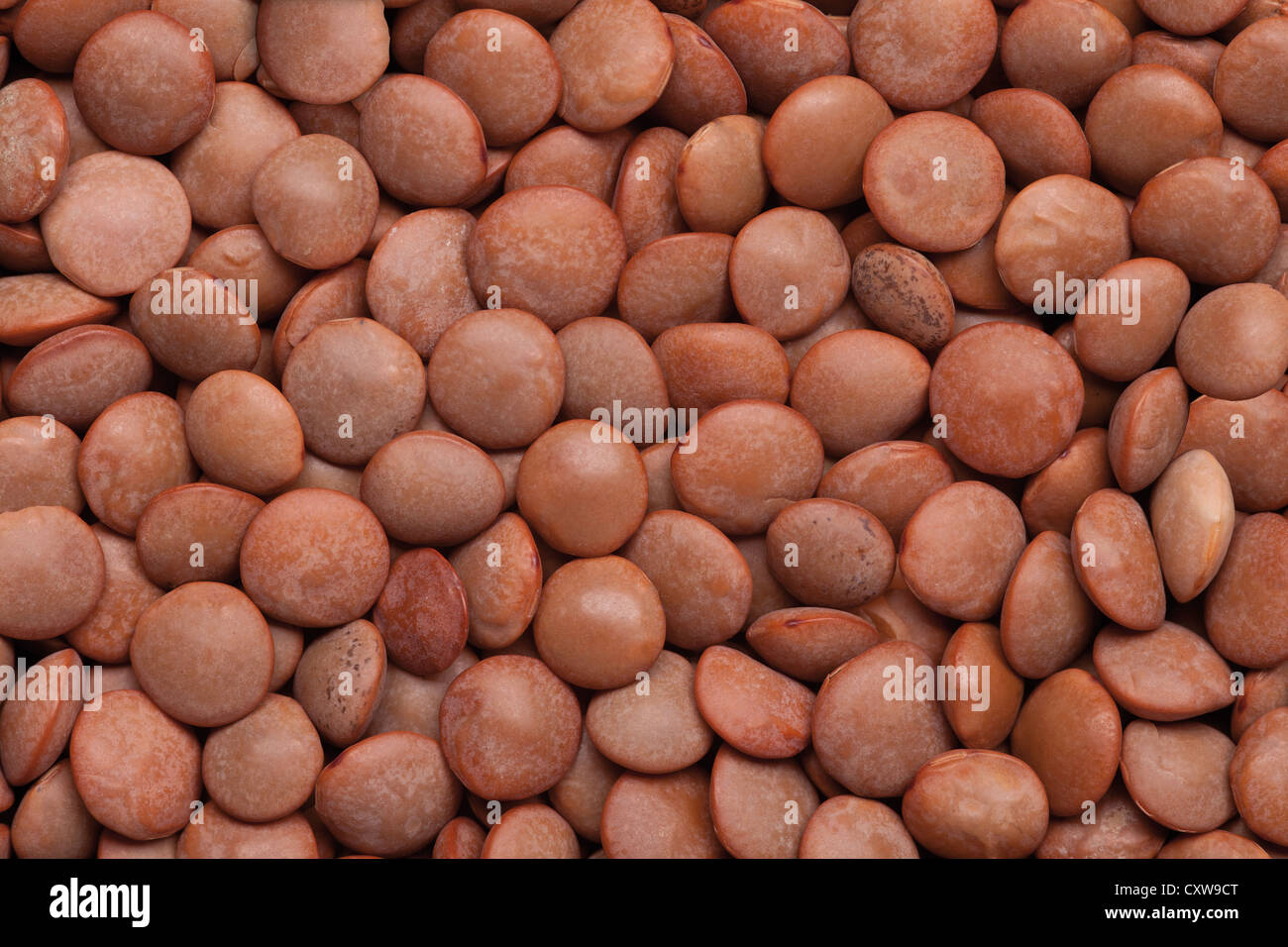 closeup of lentil seed, brown grain food texture Stock Photo - Alamy