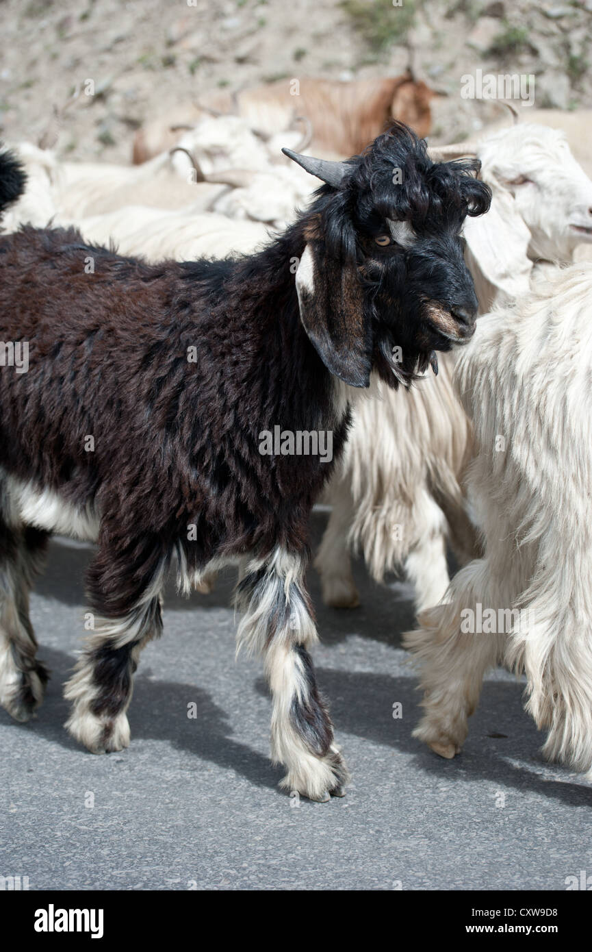 Black kashmir (pashmina) goat from Indian highland farm in Ladakh going ...