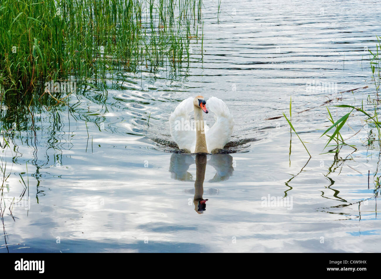 Swan floating on the lake - 3 Stock Photo - Alamy