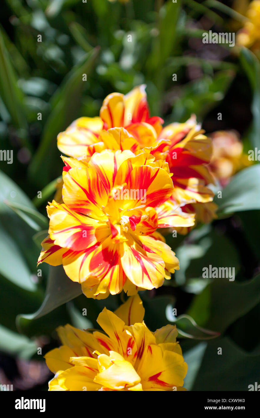 Yellow and red double tulips at Floriade, Commonwealth Park, Canberra ...