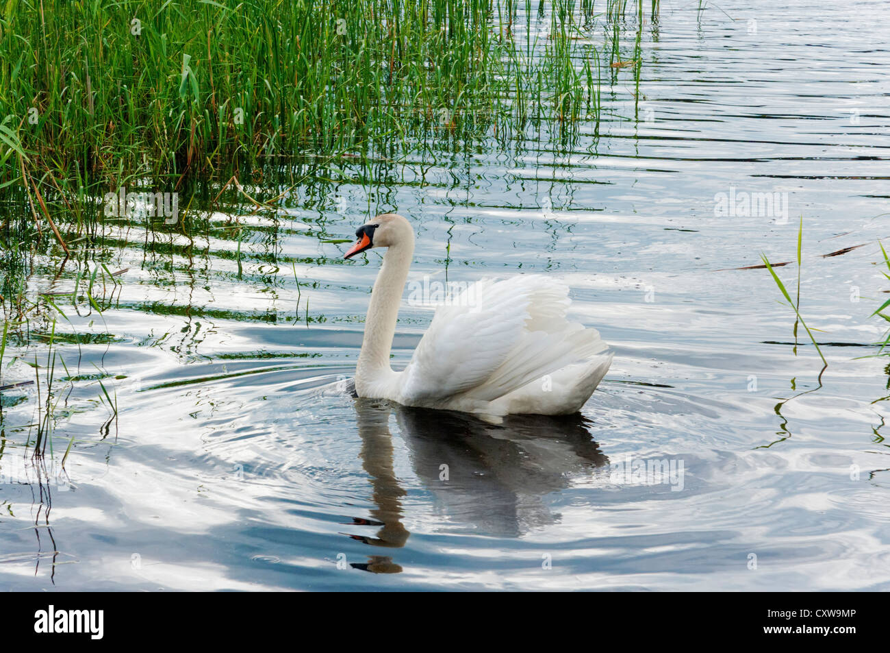 Swan floating on the lake - 1 Stock Photo - Alamy