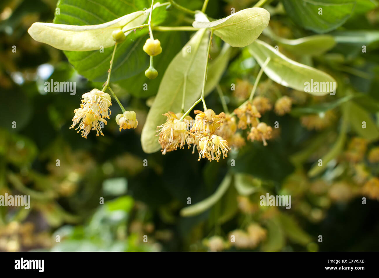 Linden tree hi-res stock photography and images - Alamy