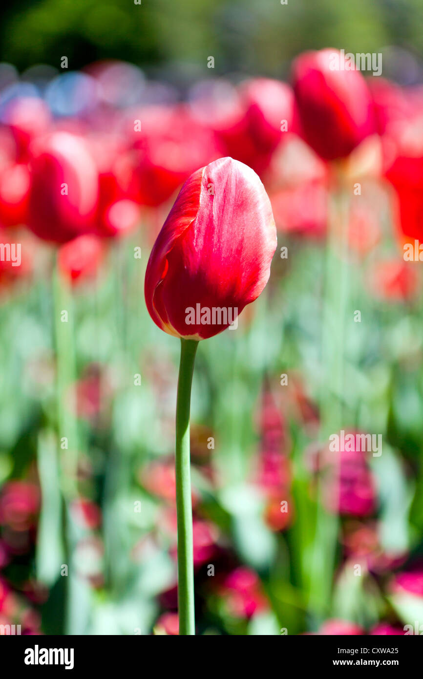 Monet red tulip hi-res stock photography and images - Alamy