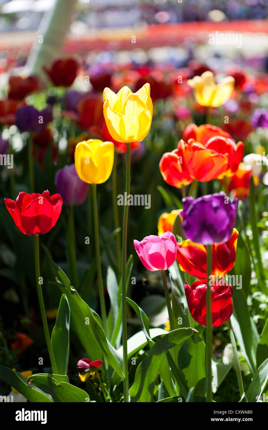 Backlit tulips at Floriade, Commonwealth Park, Canberra, Australia ...