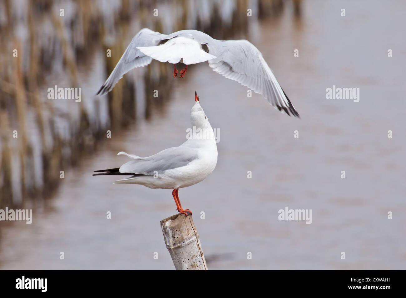 Seagull on the bamboo stick Stock Photo - Alamy