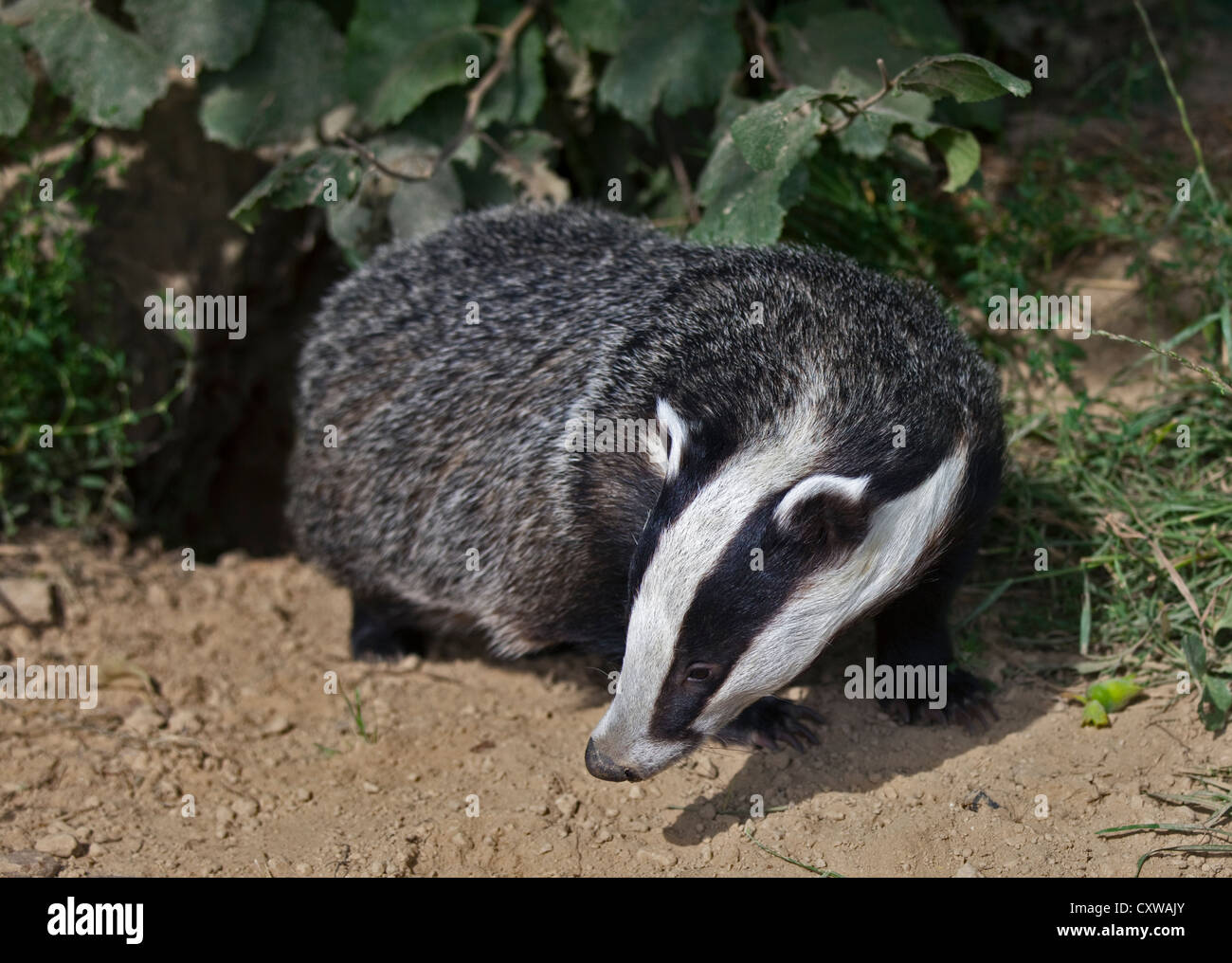 European Badger (meles meles Stock Photo - Alamy