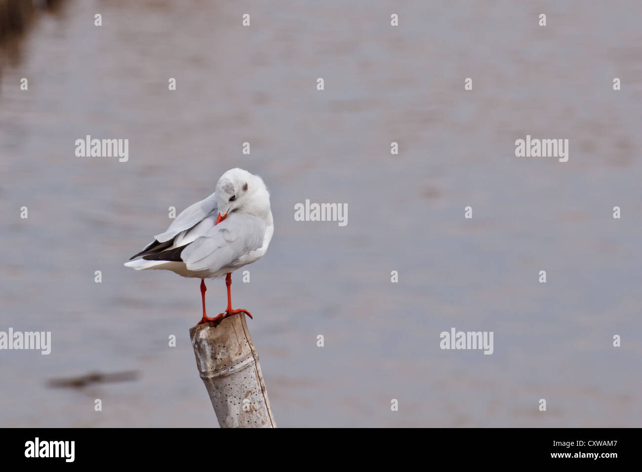 A seagull on a bamboo stick Stock Photo - Alamy