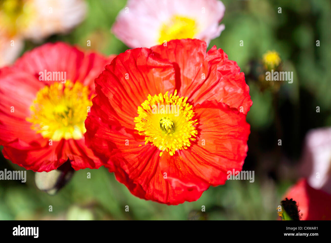 Close-up of a red Icelandic Poppy at Floriade, Commonwealth Park ...