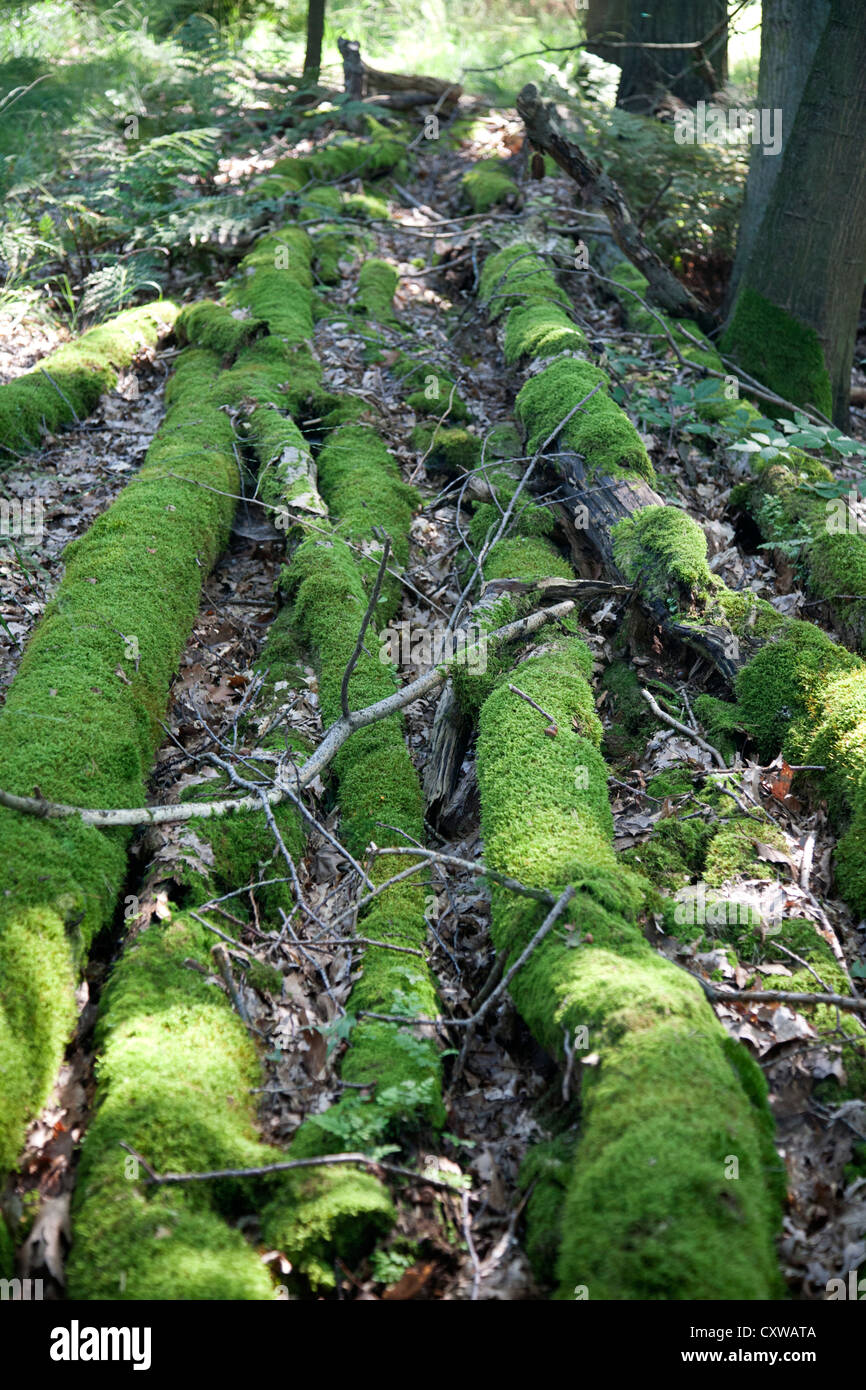 Dead trunks hi-res stock photography and images - Alamy