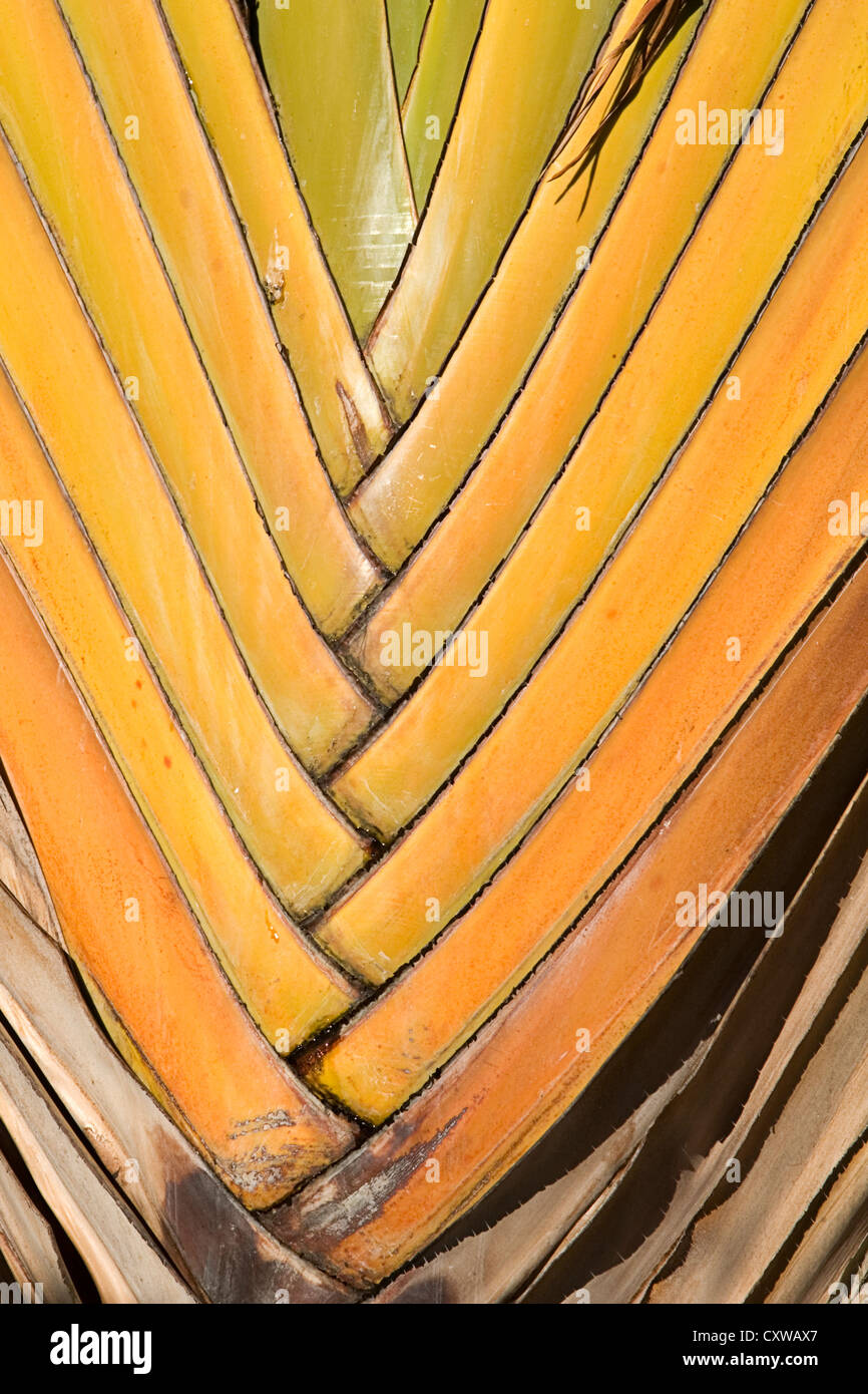 Pattern of palm leaves Stock Photo - Alamy