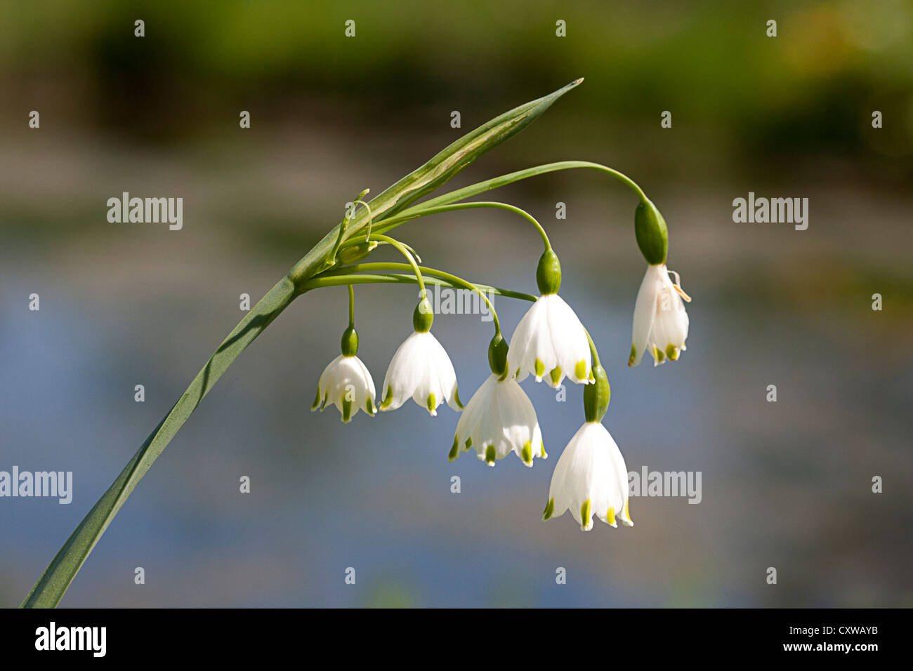 Summer Snowflake (Leucojum aestivum Stock Photo - Alamy