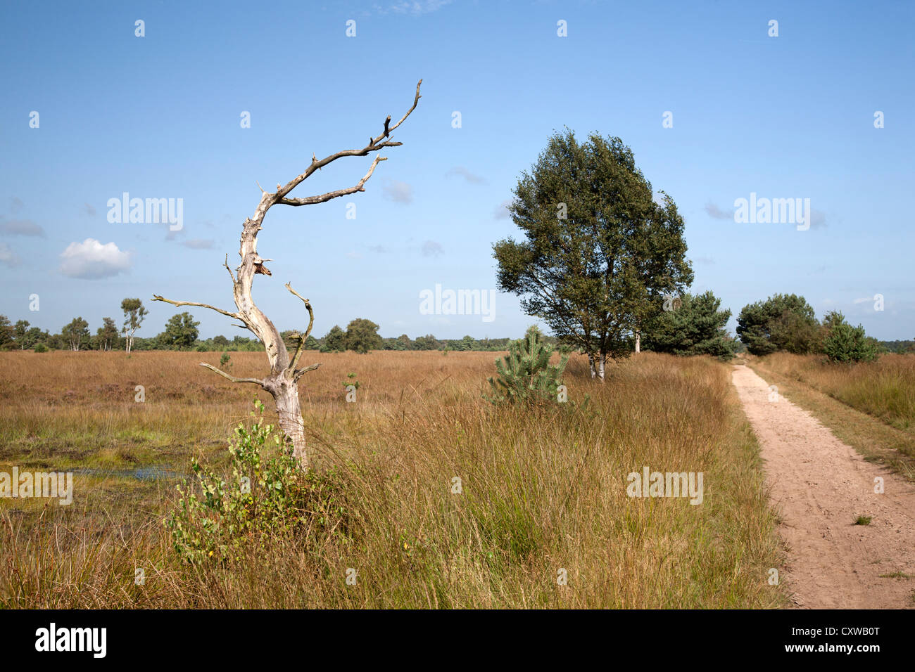 Track and dead tree in Dutch heathland reserve Kampina, North-Brabant ...