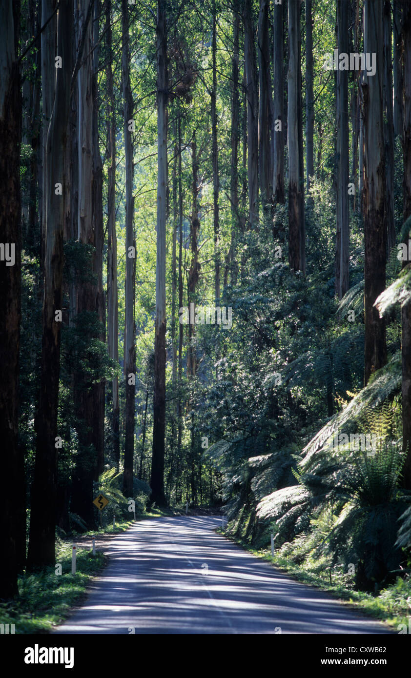 Massive trees large tall thin forest hi-res stock photography and ...