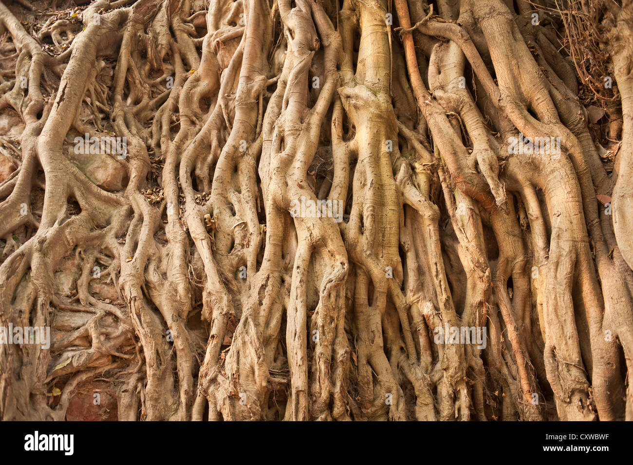 Millennium ancient roots Stock Photo - Alamy