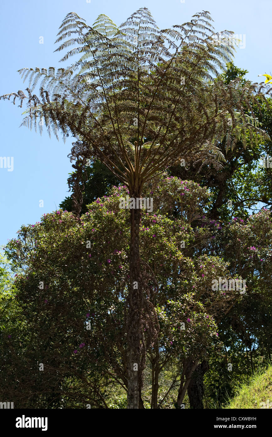 Giant tree fern, prehistoric plant, San Agustin, Archaeological Site ...