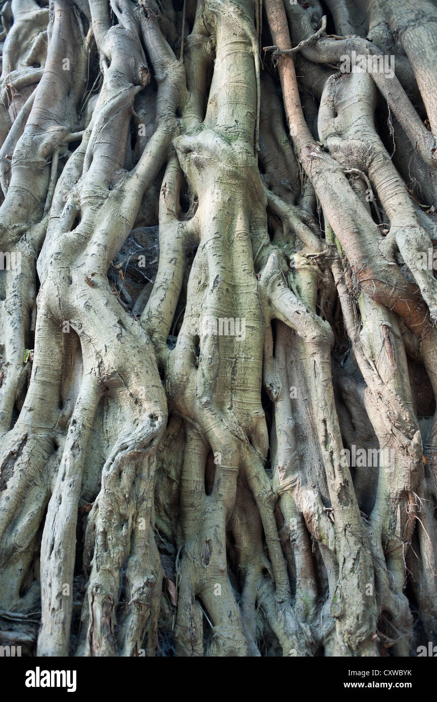 Millennium ancient roots Stock Photo - Alamy