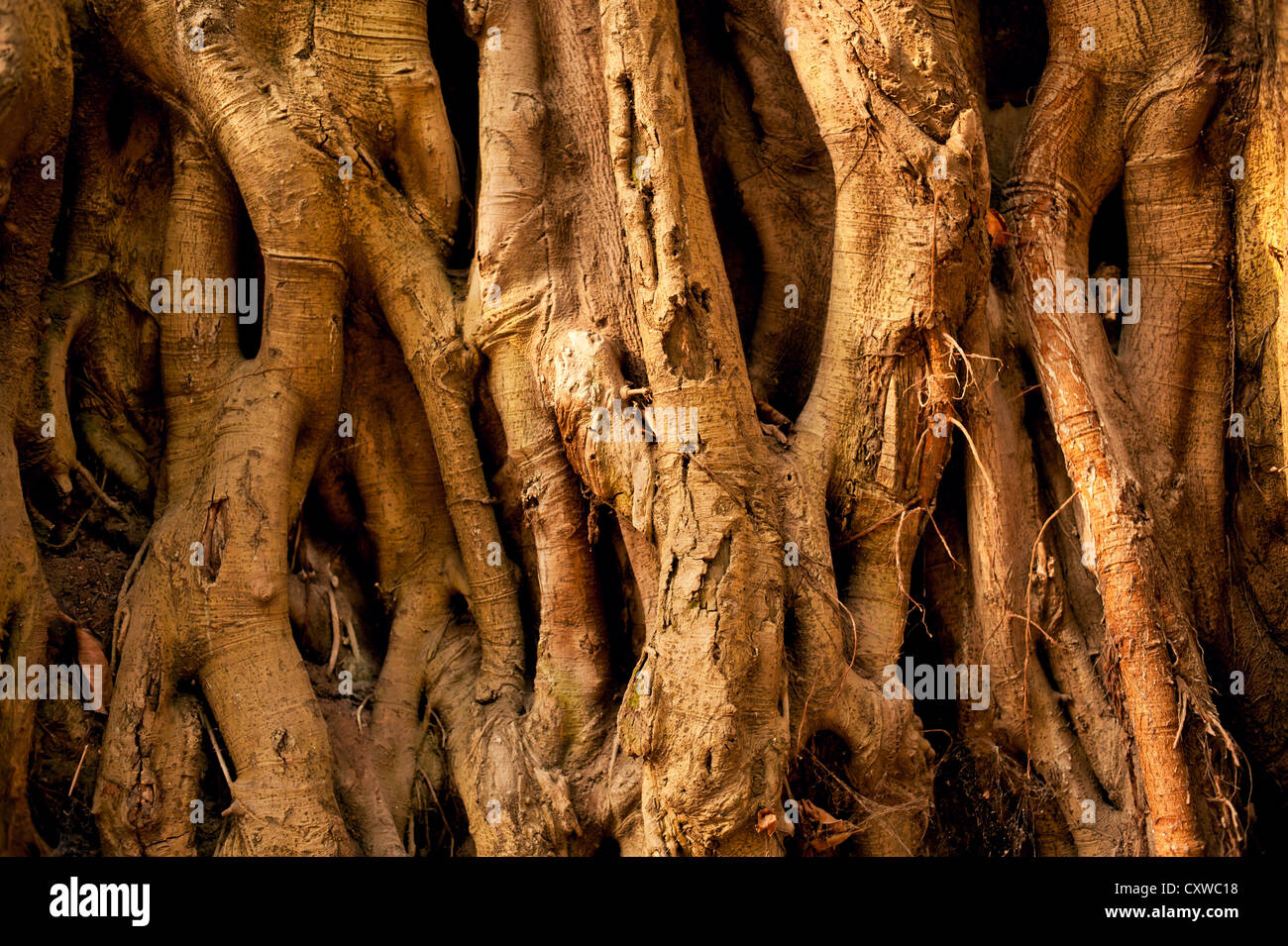 Millennium ancient roots Stock Photo - Alamy