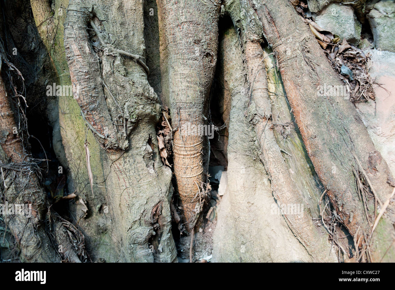 Millennium ancient roots Stock Photo - Alamy