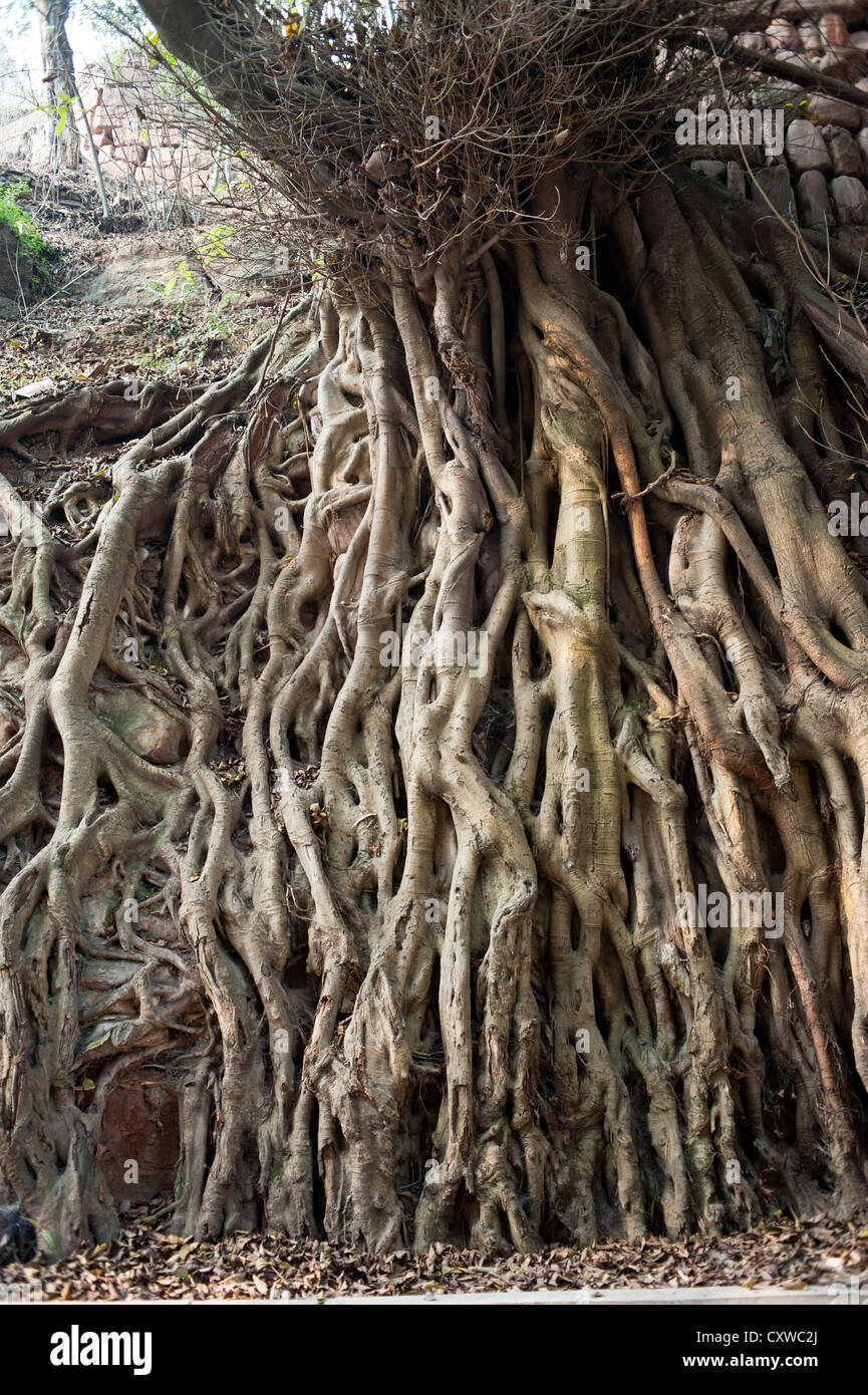 Millennium ancient roots Stock Photo - Alamy
