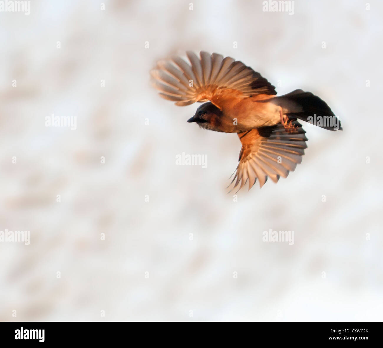 Jay in flight hi-res stock photography and images - Alamy